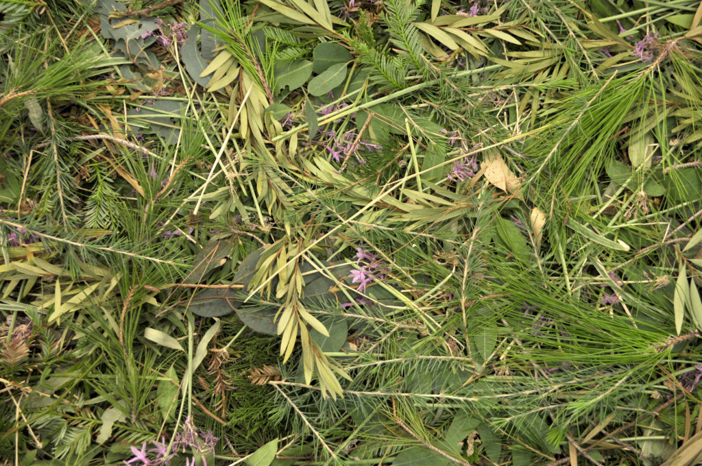 SCENT WALK – W E S L E Y H I C K S